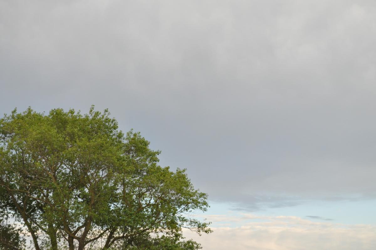 Vellen van hoogstammige bomen | Gemeente Middelkerke