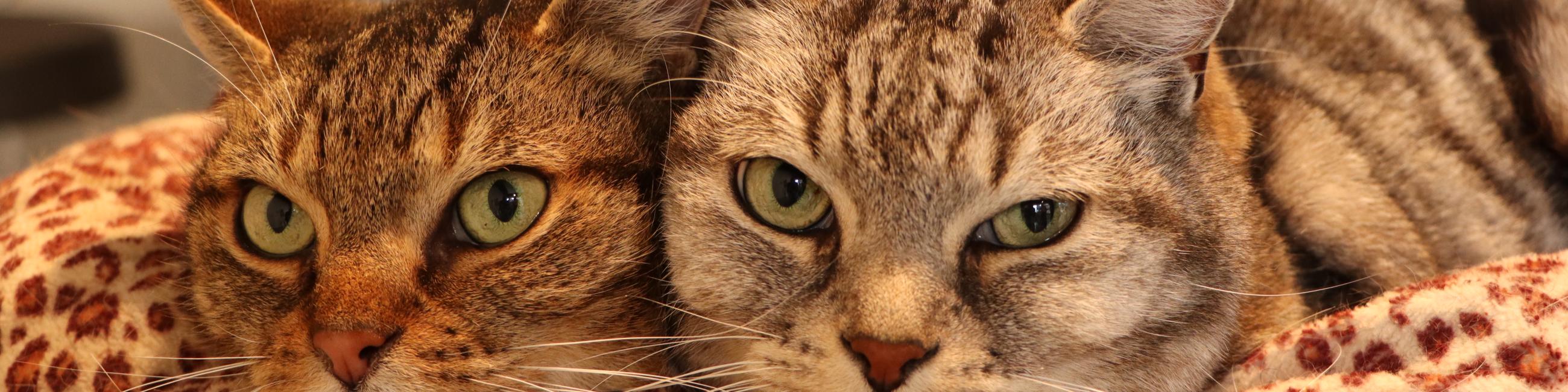 Weet jij wat je kat echt denkt? | Gemeente Middelkerke