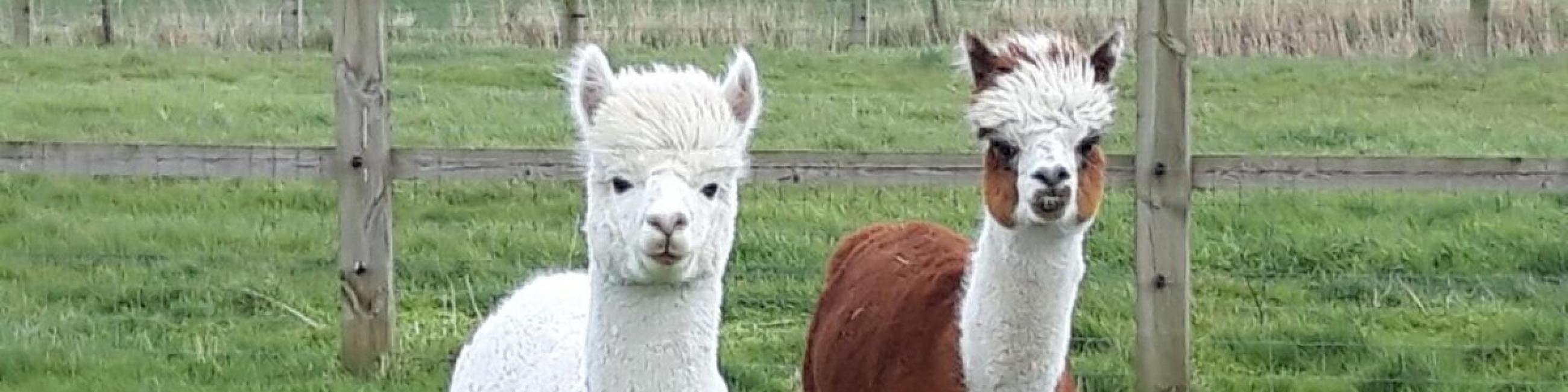 Hof te Lande | Gemeente Middelkerke